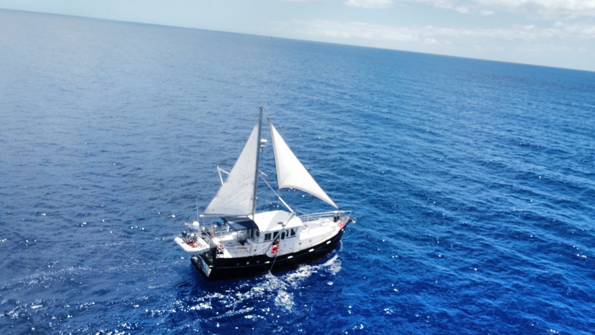 A Duck That Sails! | JMYS - Trawler Specialists